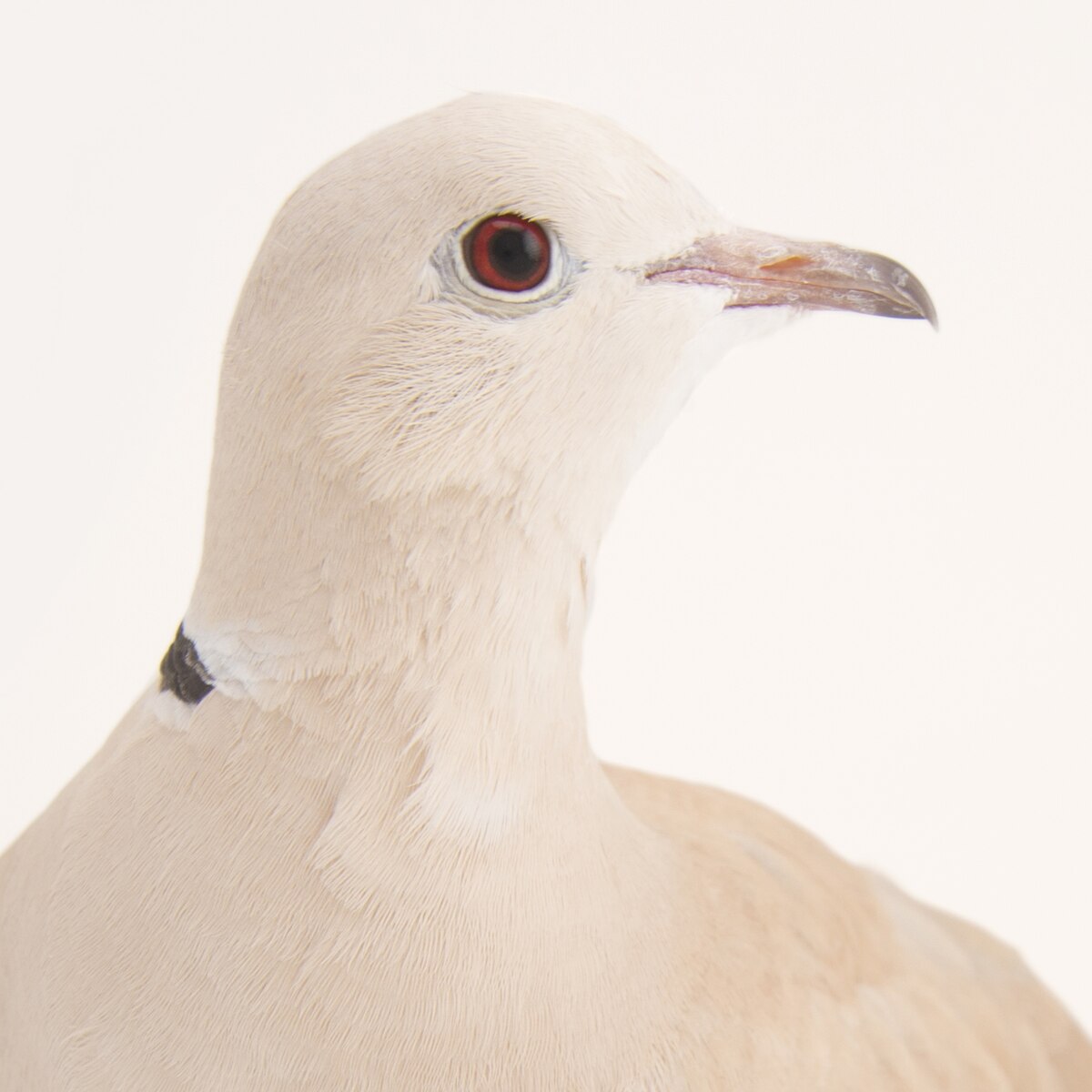 Eurasian Collared Dove | National Geographic