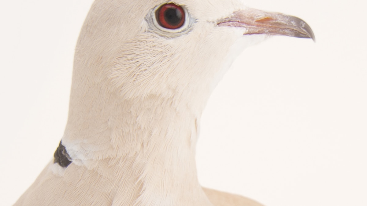 Eurasian Collared Dove | National Geographic | National Geographic