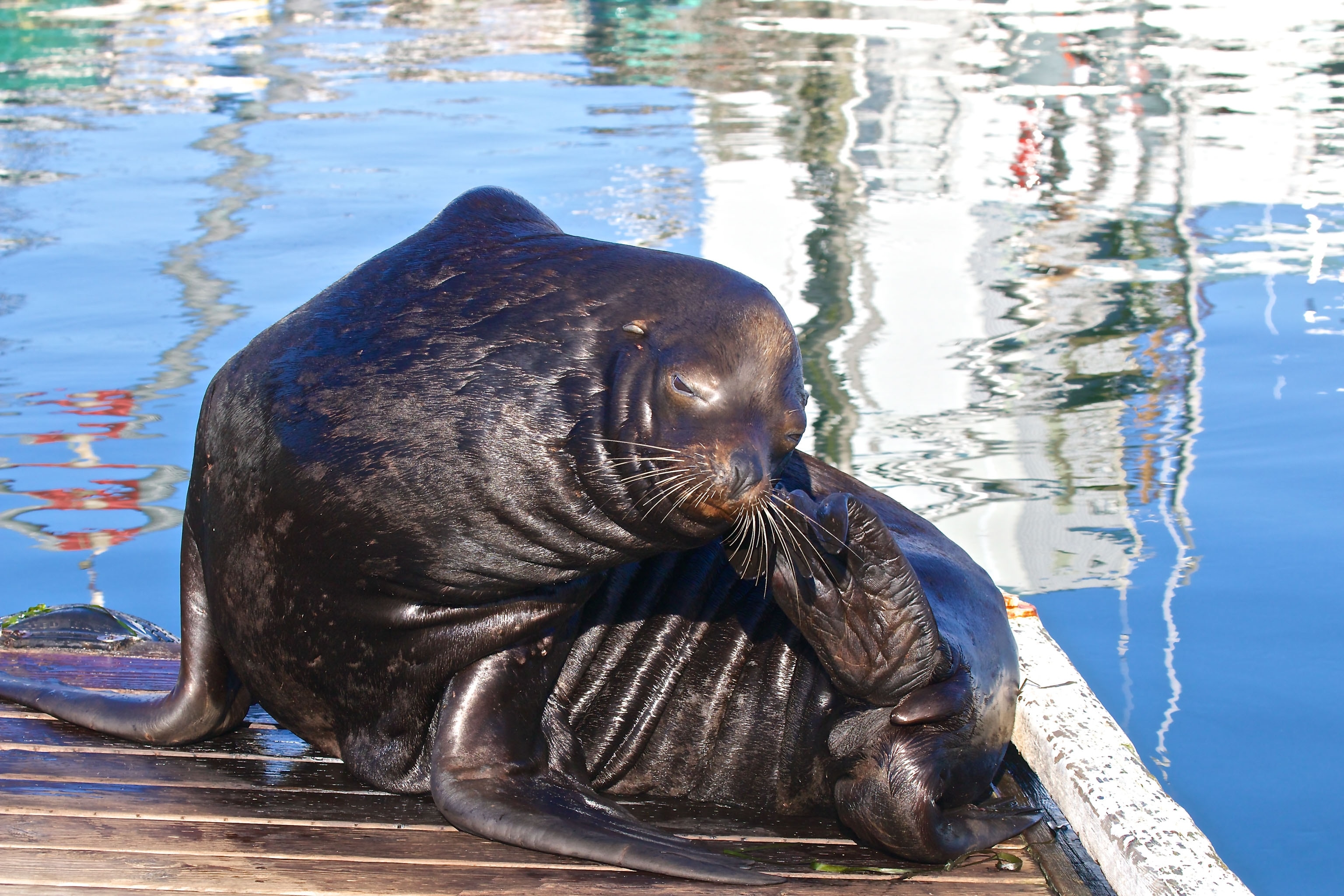 Delightful Pictures Show How Animals Enjoy Sunbathing