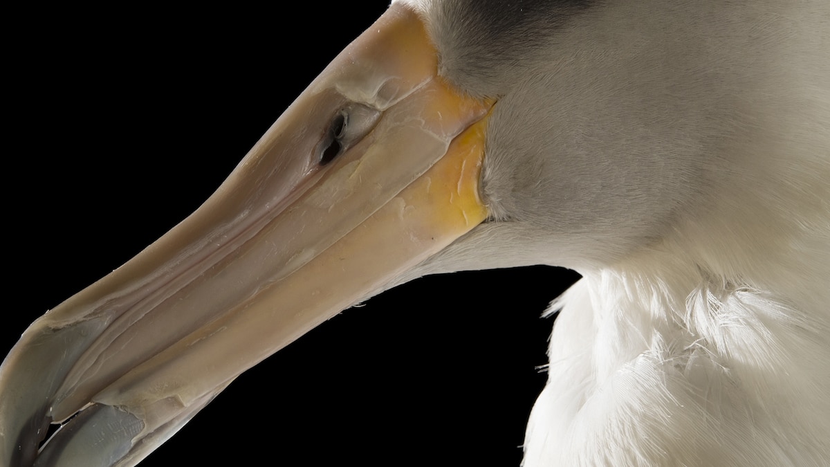 Albatrosses | National Geographic | National Geographic