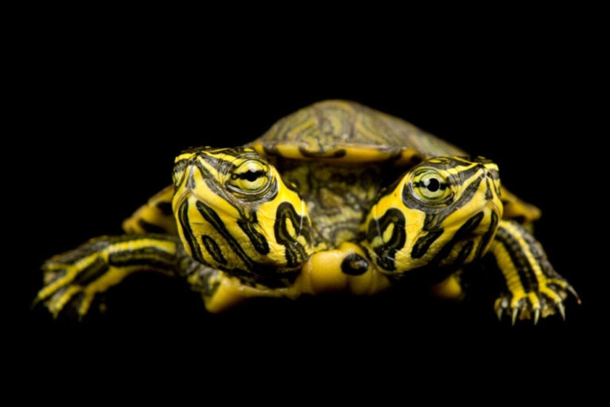 Two-Headed Creatures Defy the Odds