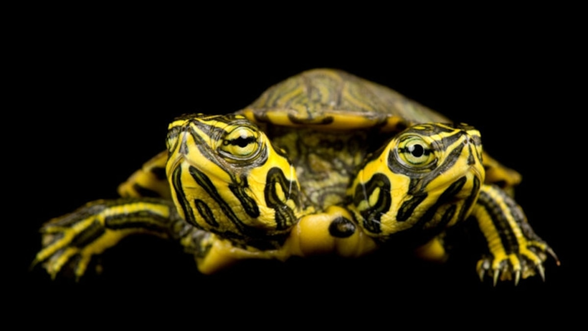 Two-Headed Creatures Defy the Odds | National Geographic