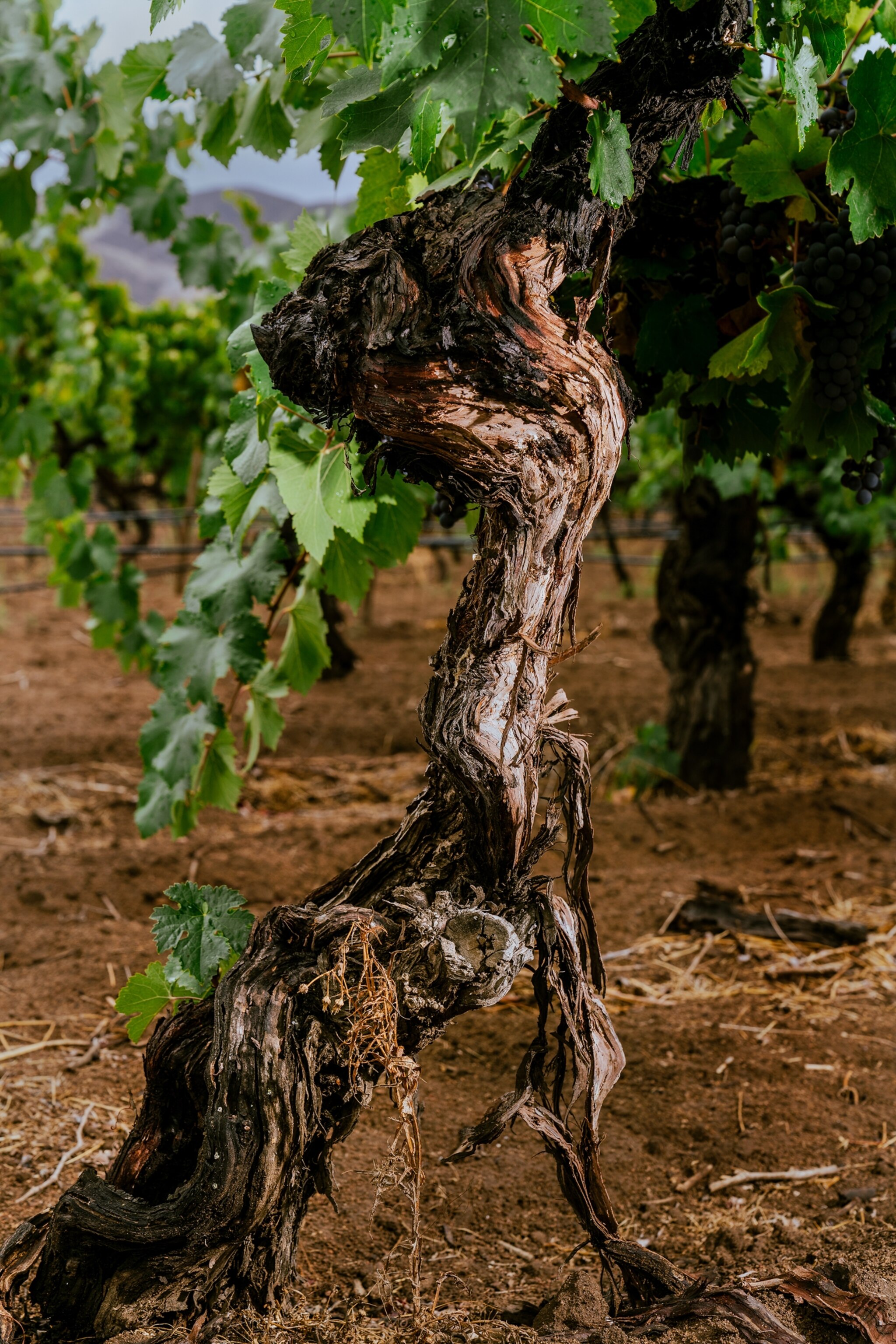 These ancient grapes may be the future of wine