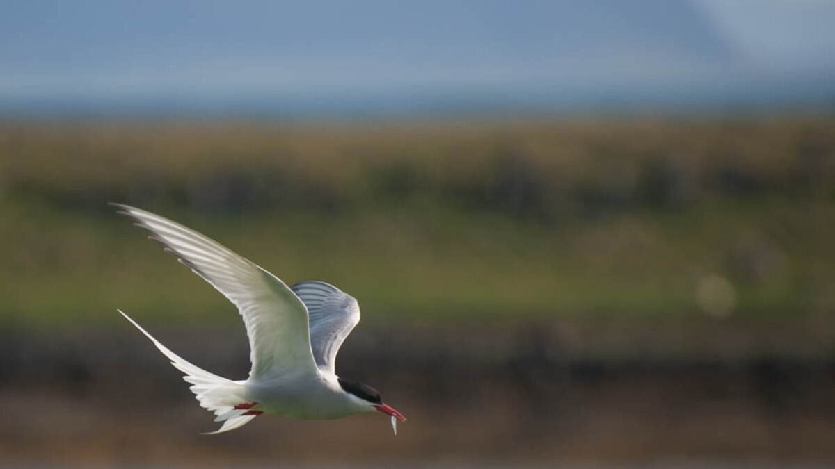 Angry Birds | National Geographic