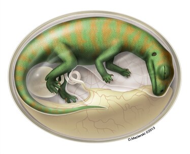 Baby Dinosaurs Flexed Muscles Inside Their Eggs