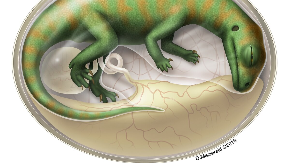 Baby Dinosaurs Flexed Muscles Inside Their Eggs | National Geographic