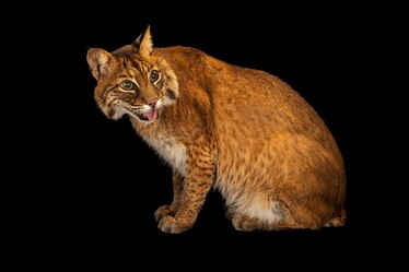 Bobcat, facts and information