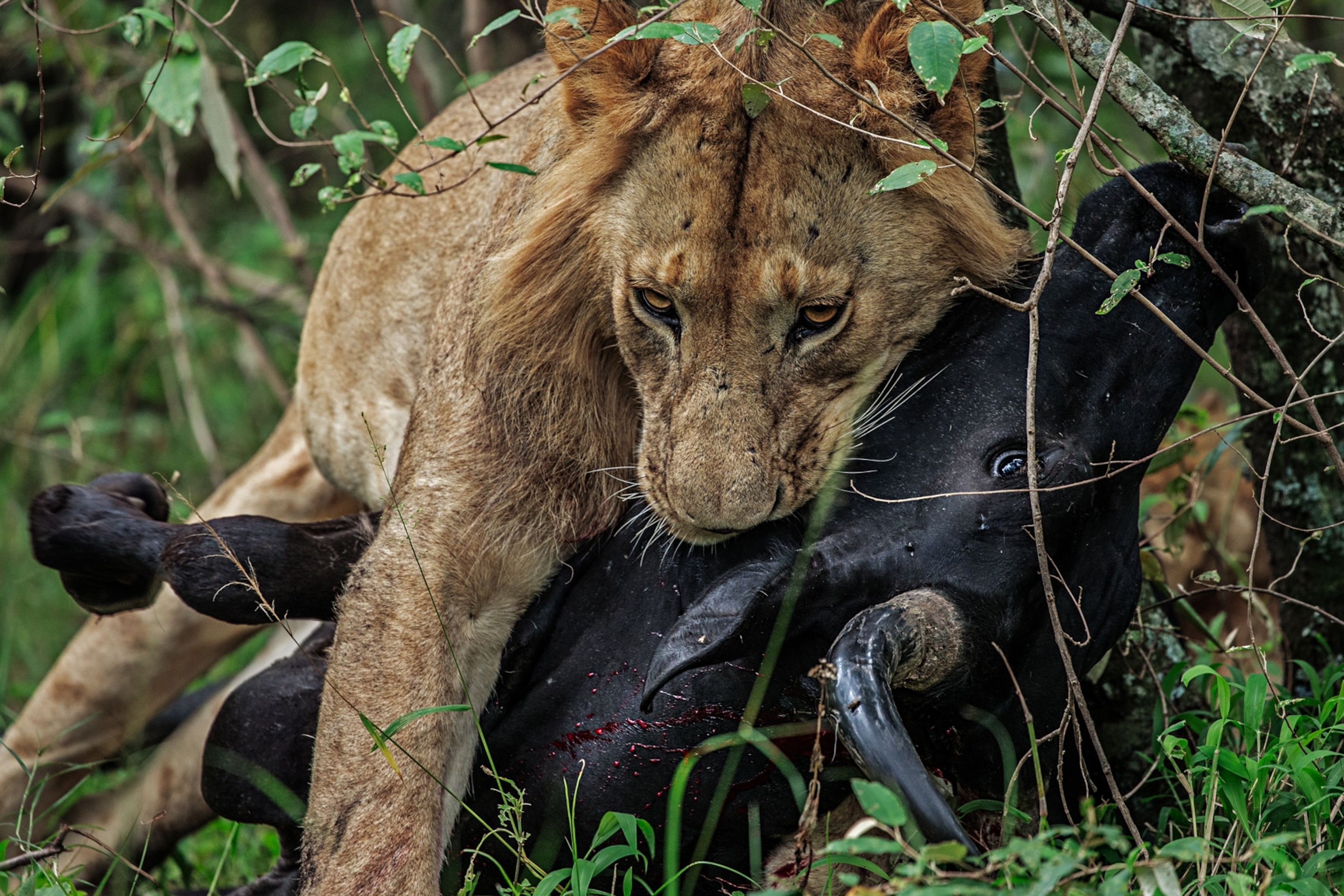 Why Poison Is a Growing Threat to Africa’s Wildlife