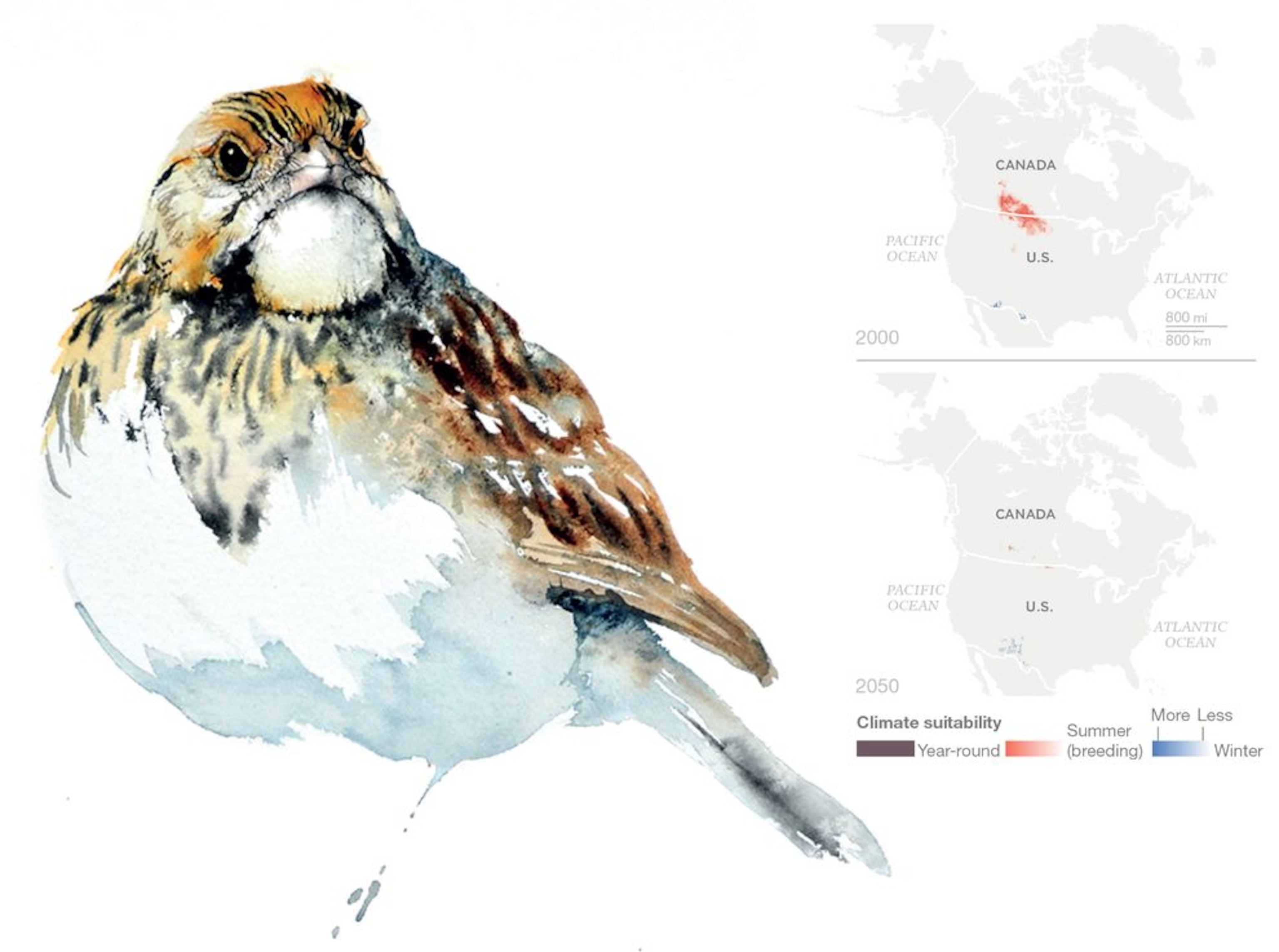 Climate Change May Put Half of North American Birds at Risk of Extinction