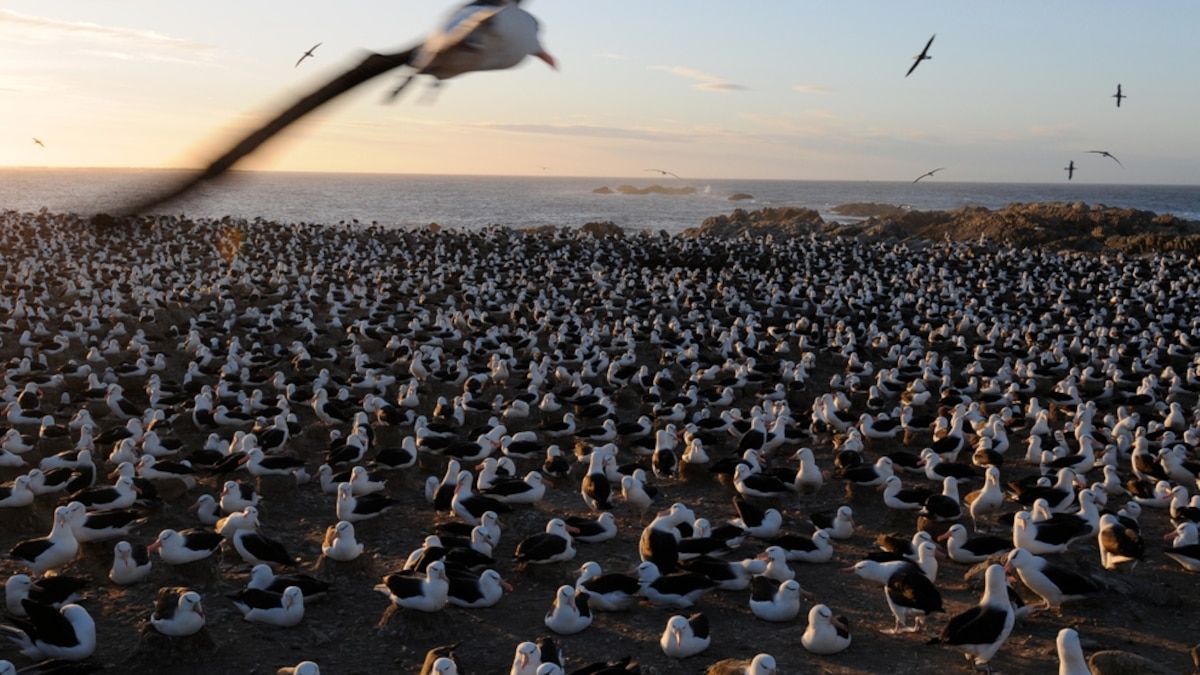 Animal Migrations Photos -- National Geographic Traveler | National ...