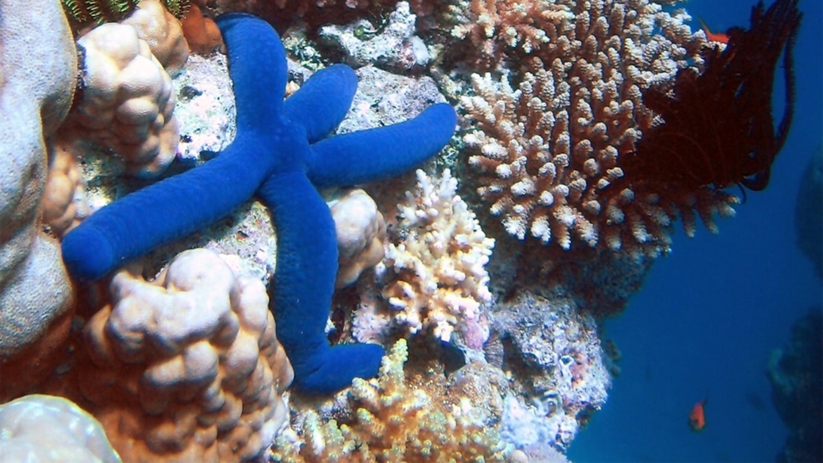 Starfish Spot The Way Home With Eyes On Their Arms | National Geographic