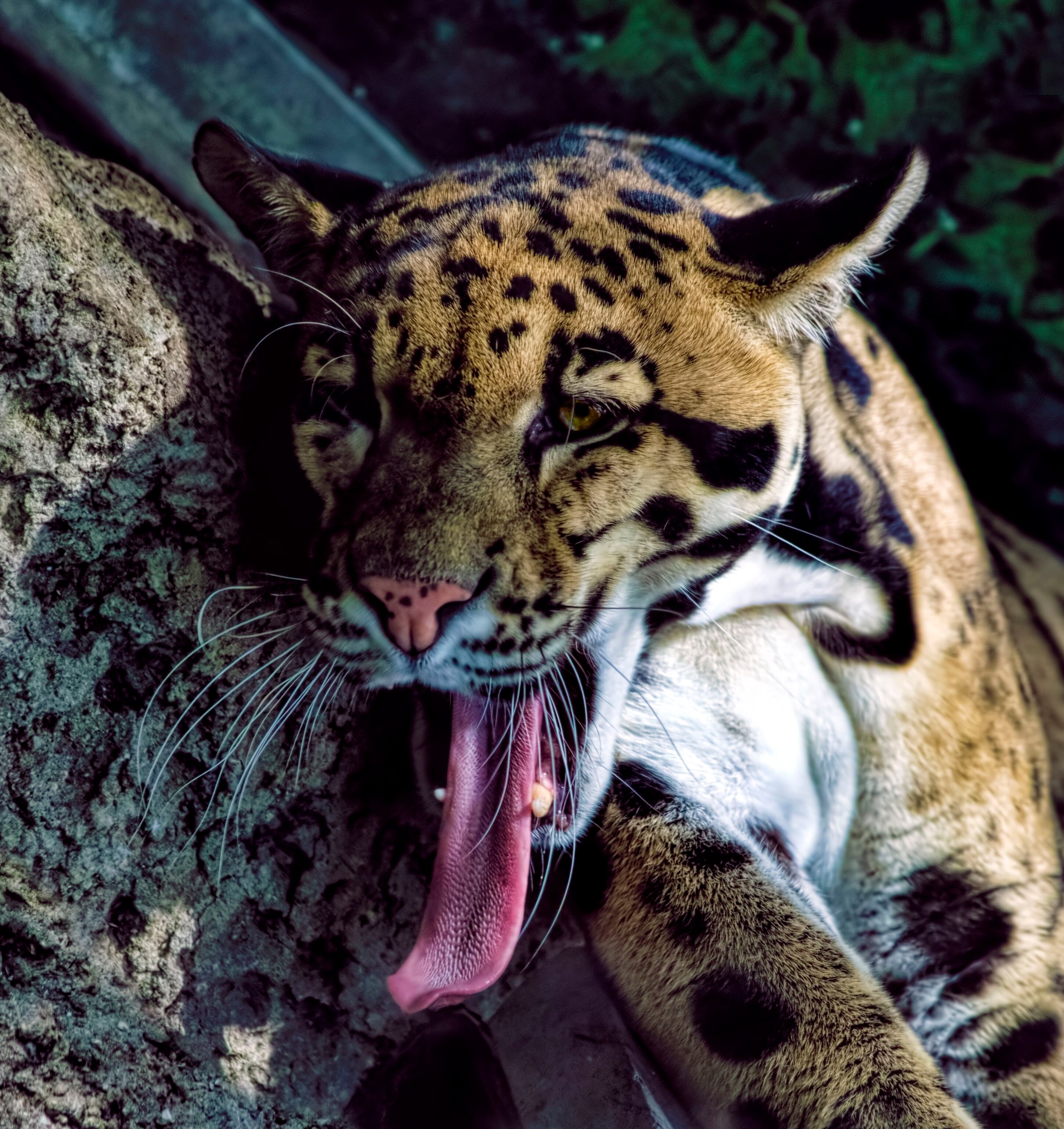 Clouded Leopard Wallpaper