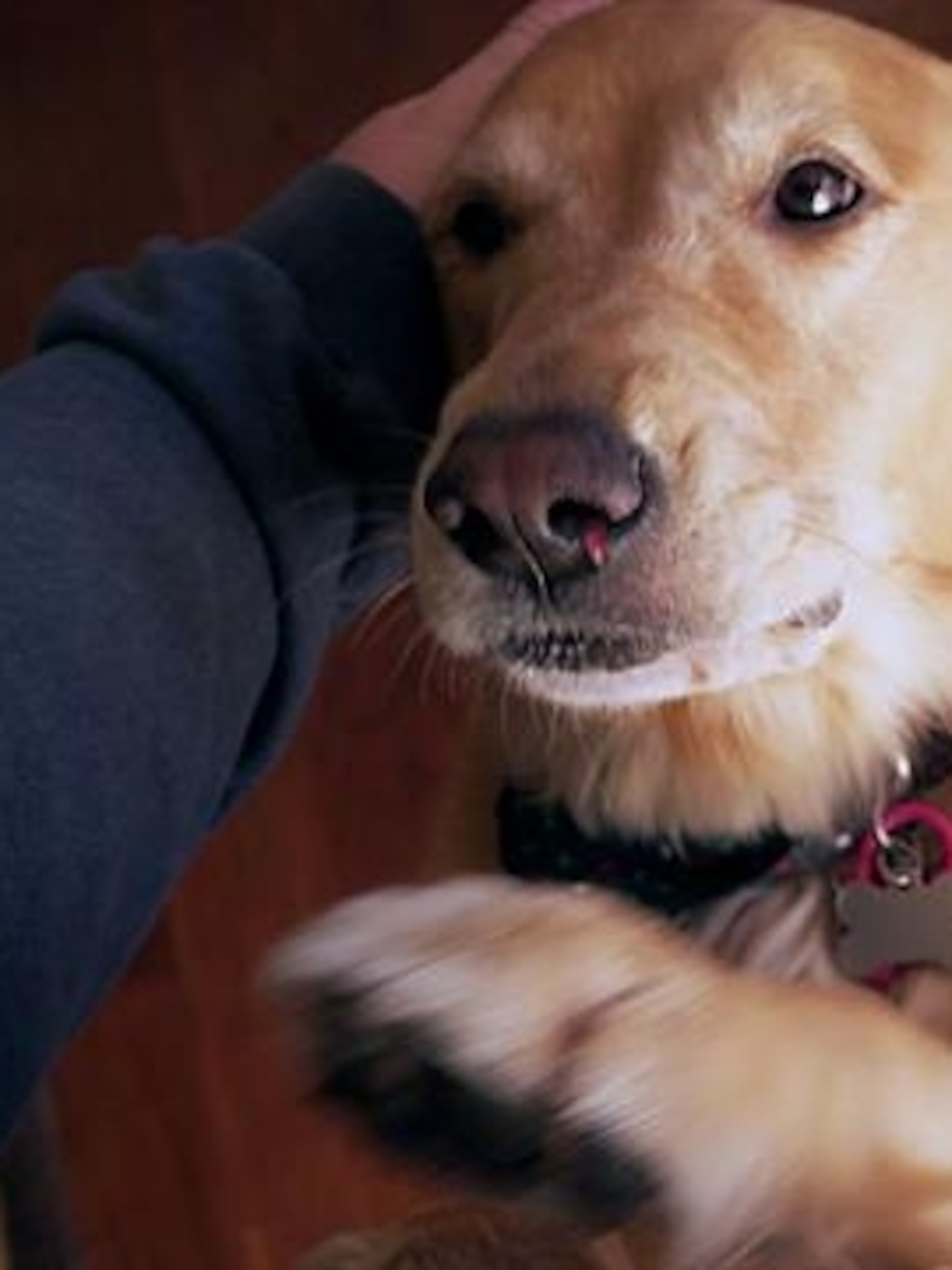 Do Dogs Cry During Seizures