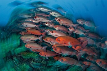 Kimbe Bay Coral Reefs - The Moment