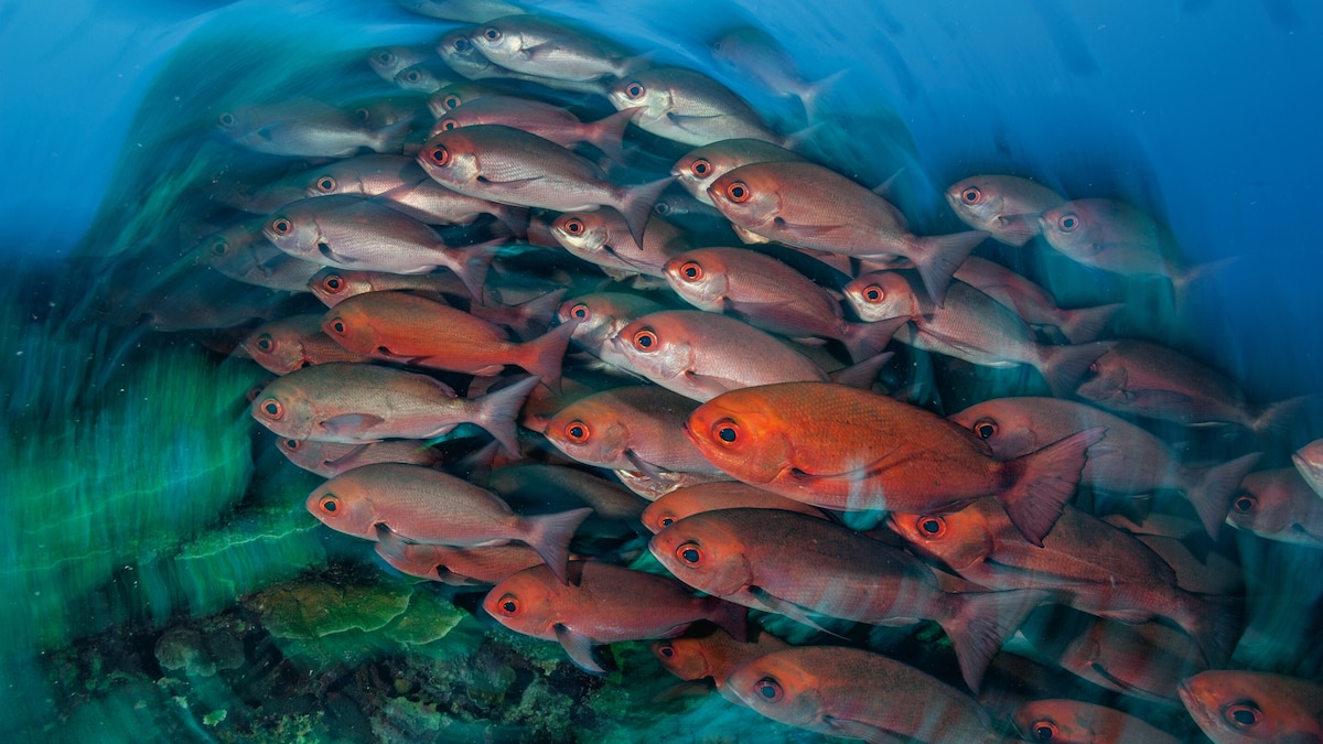 Kimbe Bay Coral Reefs - The Moment | National Geographic