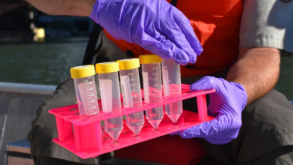 New eDNA tool 'changes everything in marine science'—how it works ...