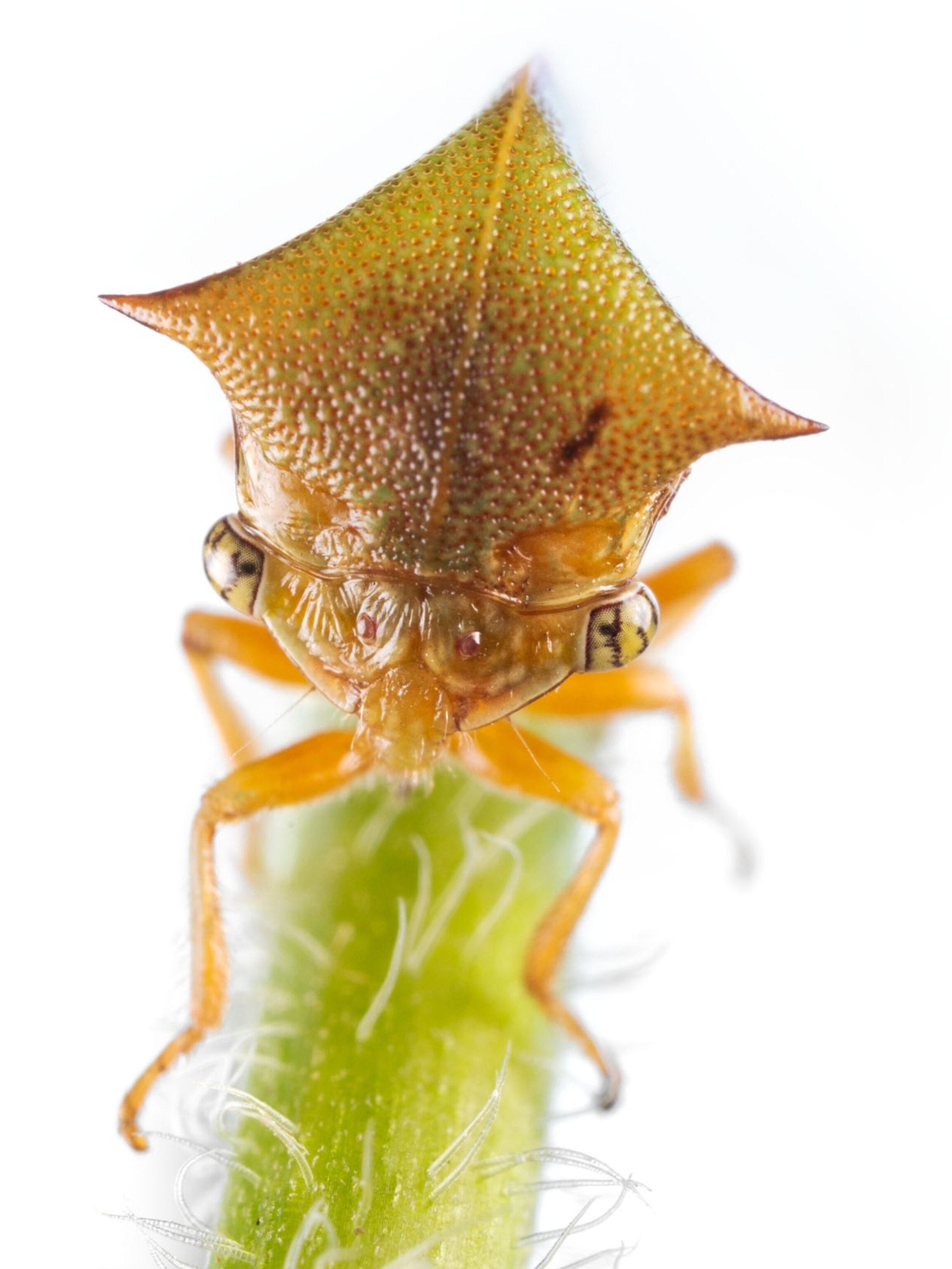 Treehoppers: pictures of the rainforest's mini-marvels