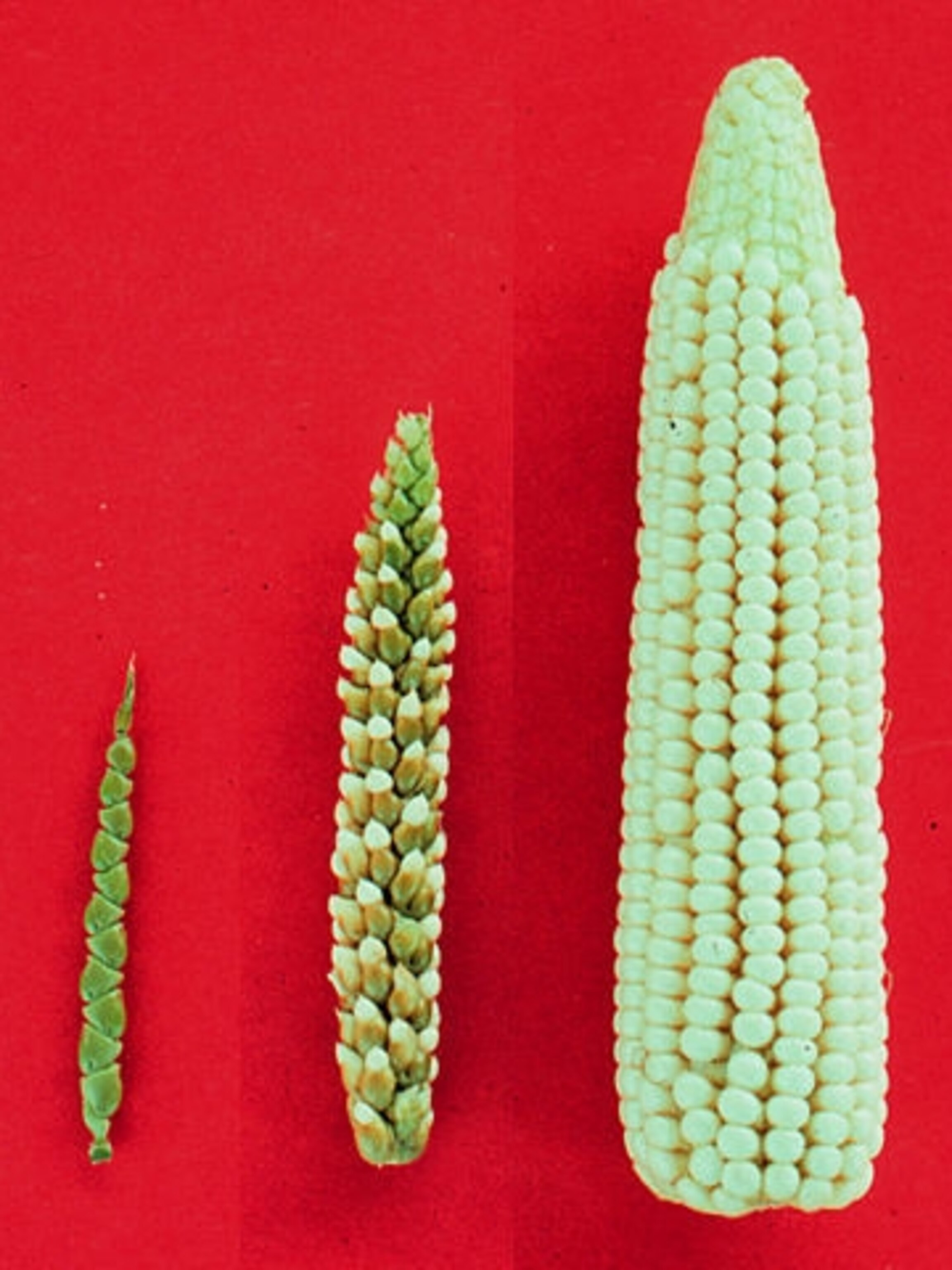 The Evolution of Cavities