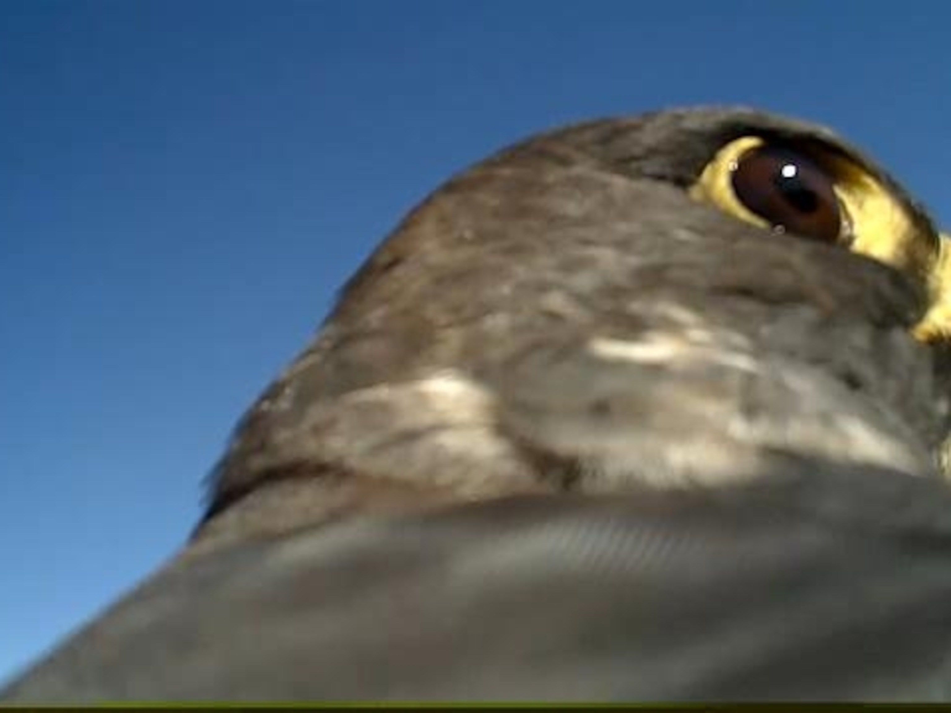 Peregrine Falcon Beak