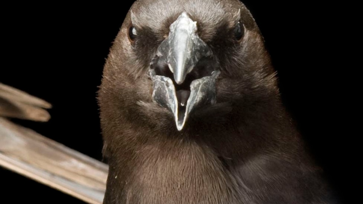 Brown-Headed Cowbird | National Geographic | National Geographic