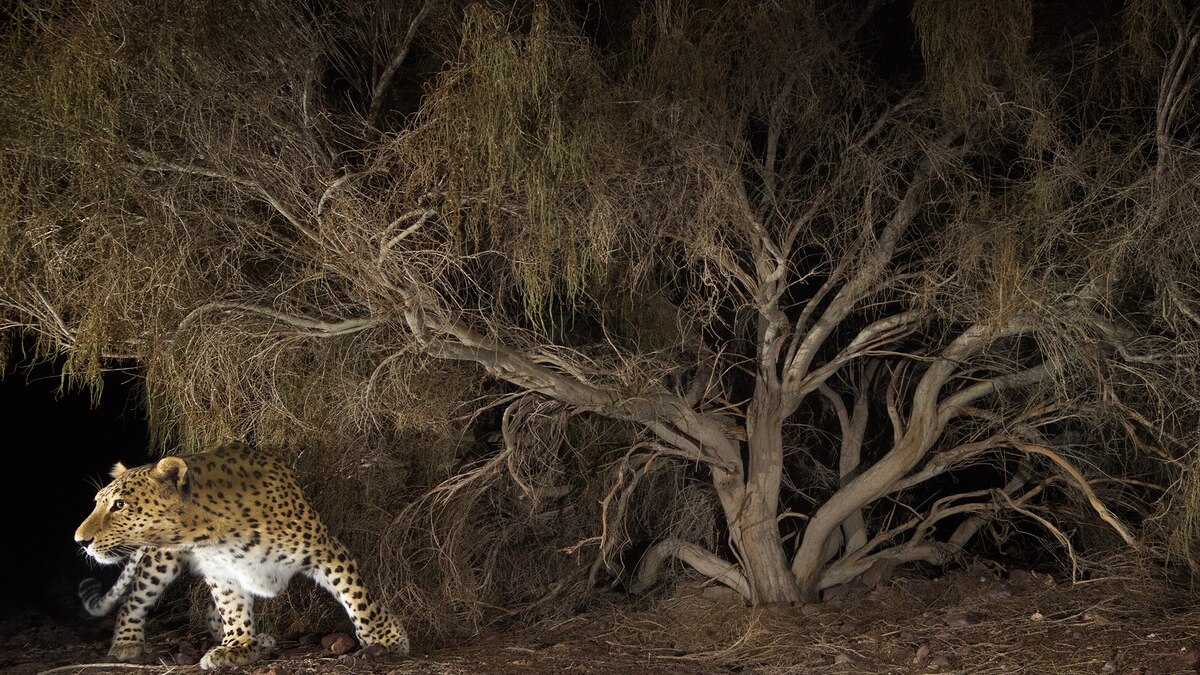 For Leopards in Iran and Iraq, Land Mines Are a Surprising Refuge ...