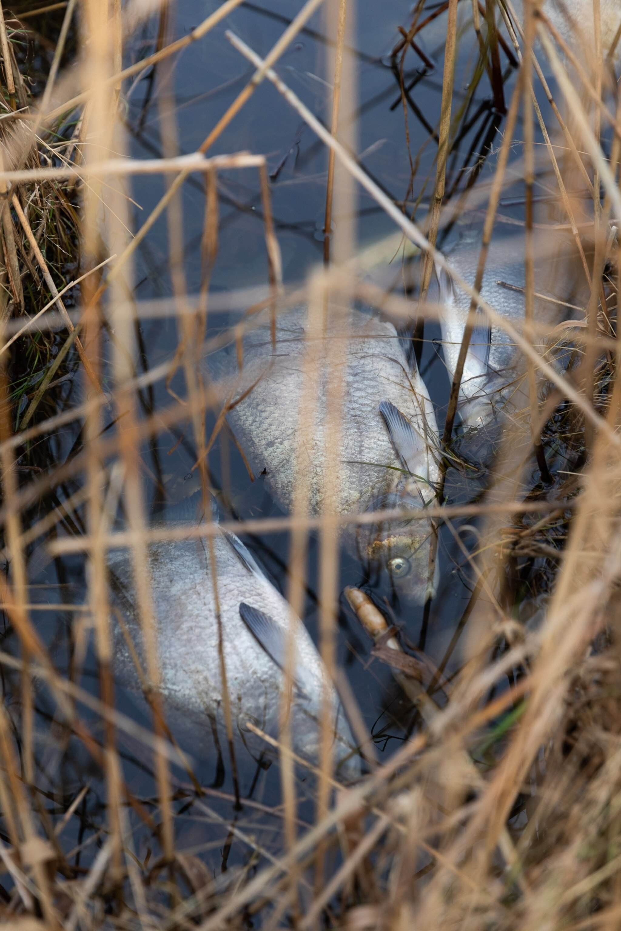 What is a fish kill, and why are they happening more often?