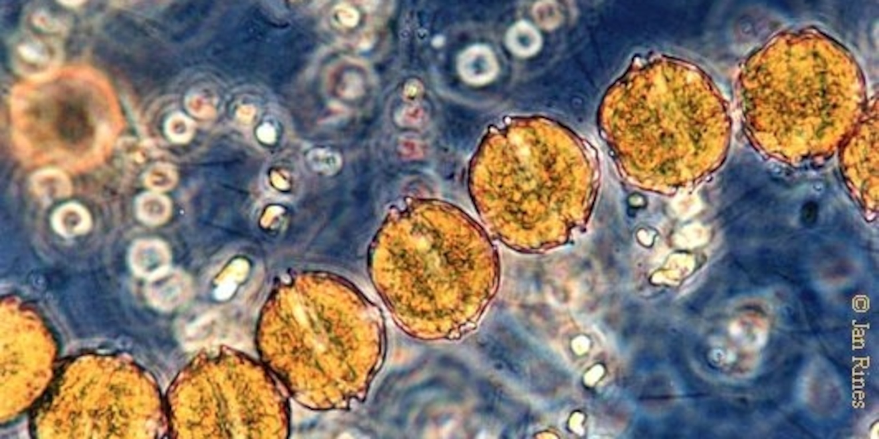 Pocket Science: Stealth mode in the sea