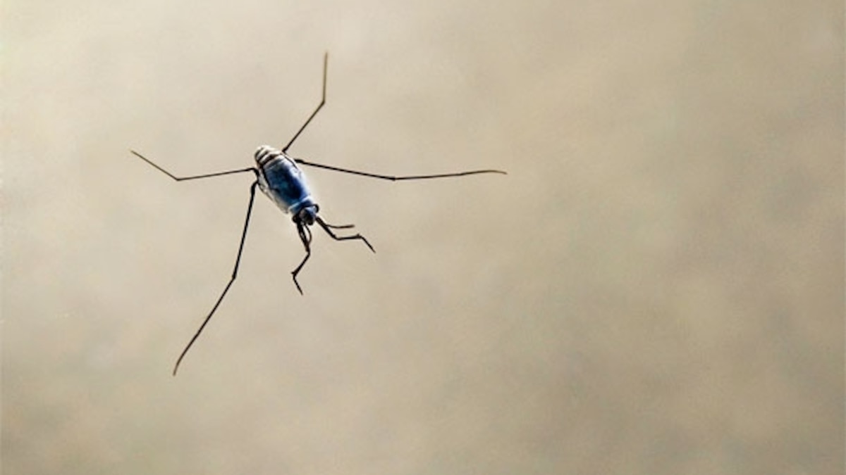 Insects that skate on the ocean benefit from plastic junk | National ...