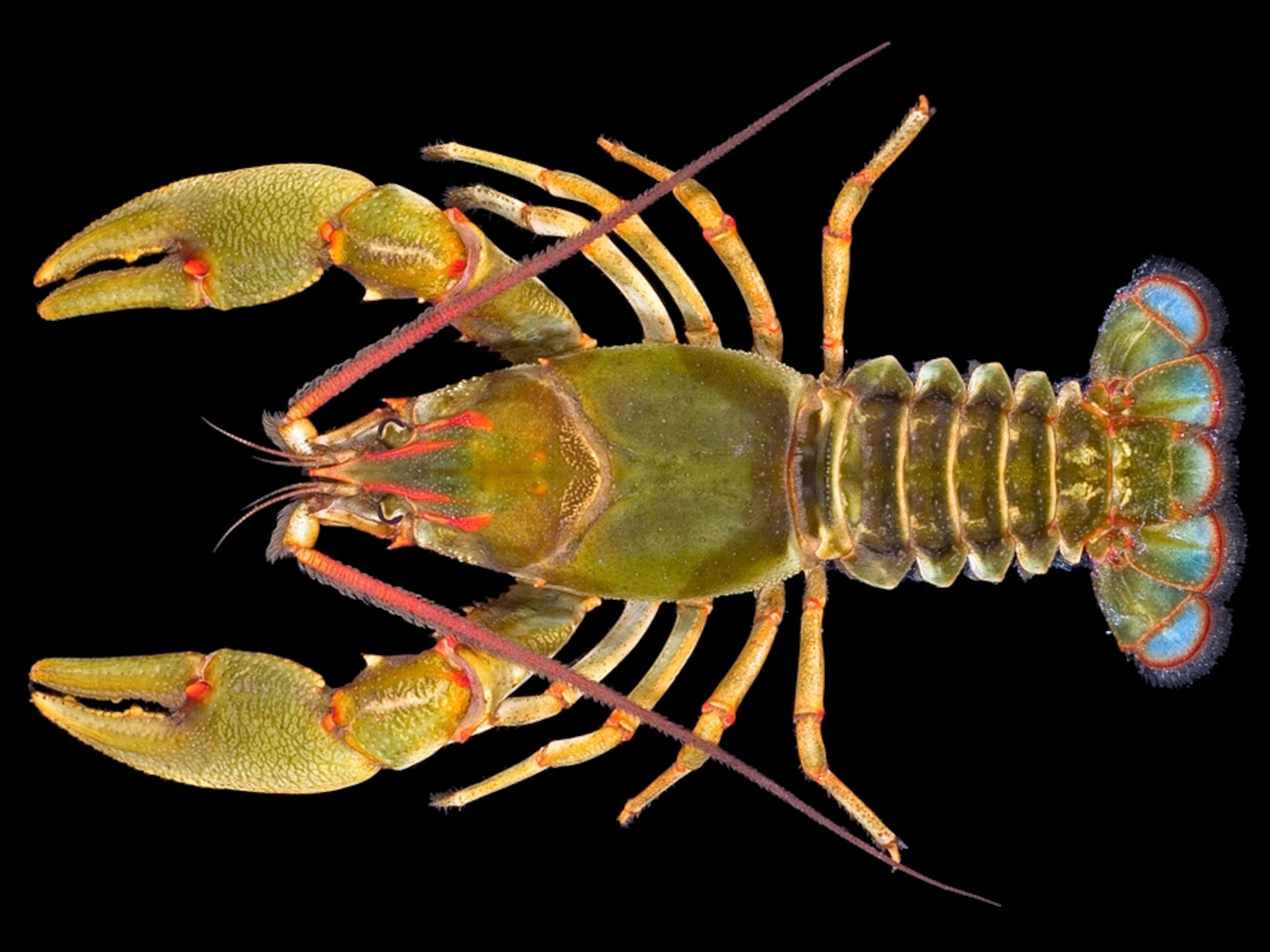 Photos: New Giant "Bearded" Crayfish Species