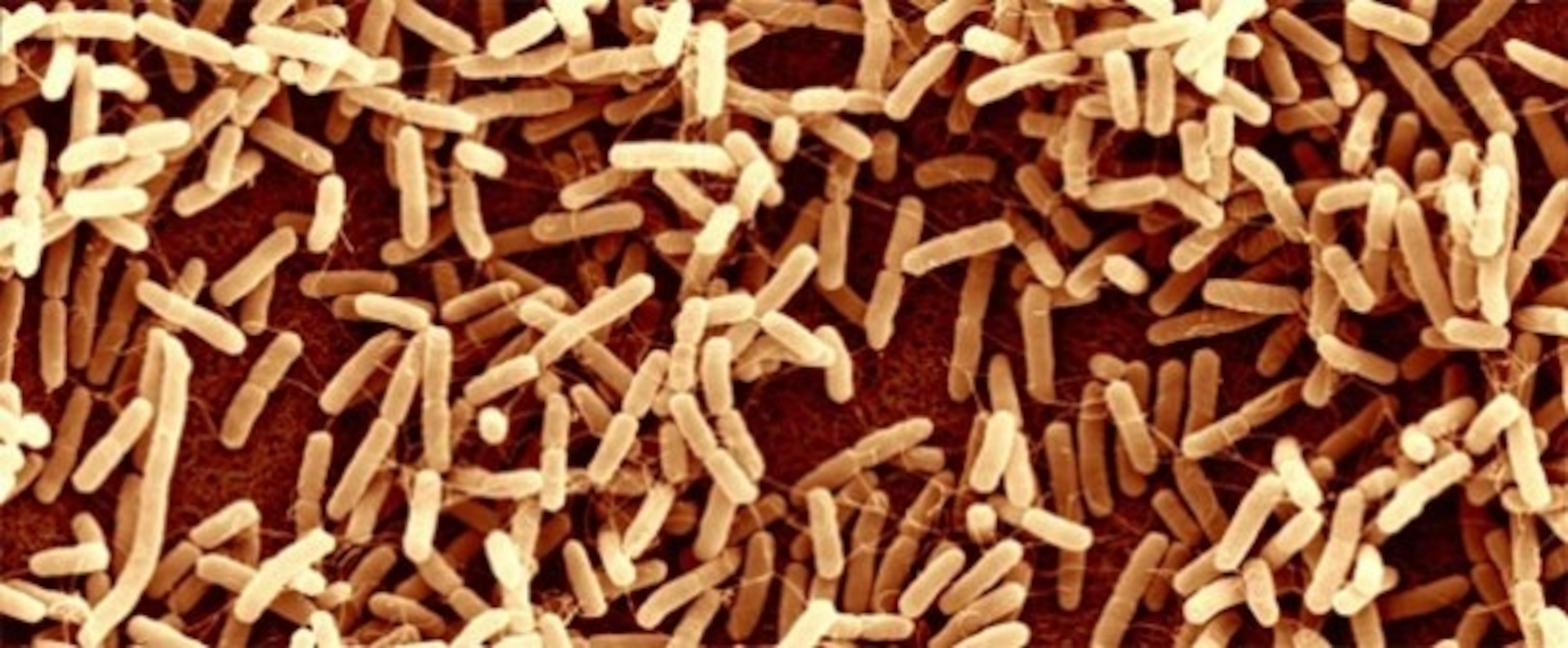 An introduction to the microbiome | National Geographic