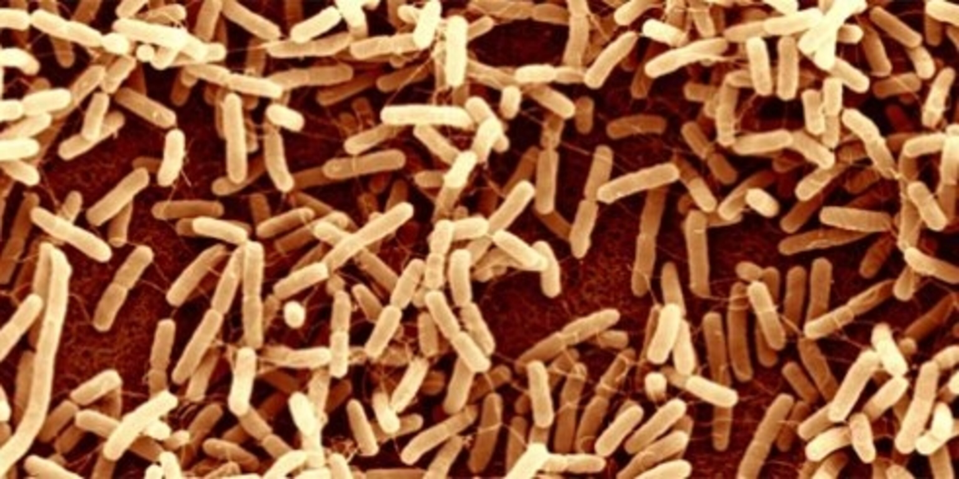 An introduction to the microbiome