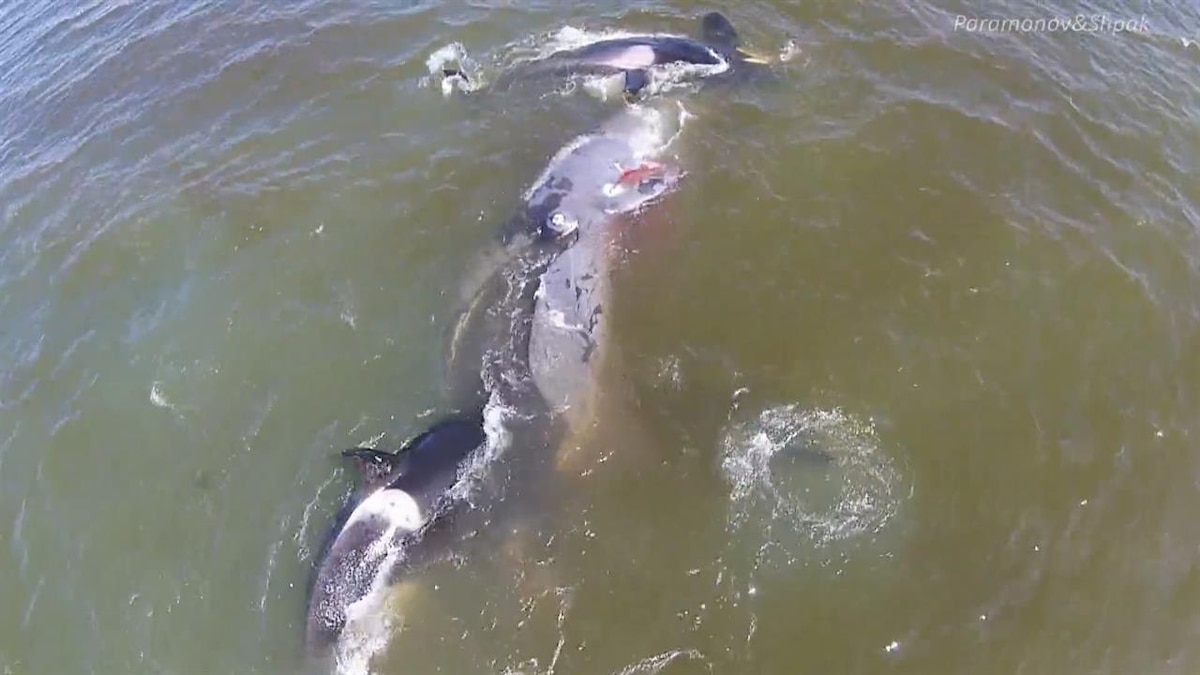 Orcas Team Up to Kill Whale in Raw, First-Ever Video