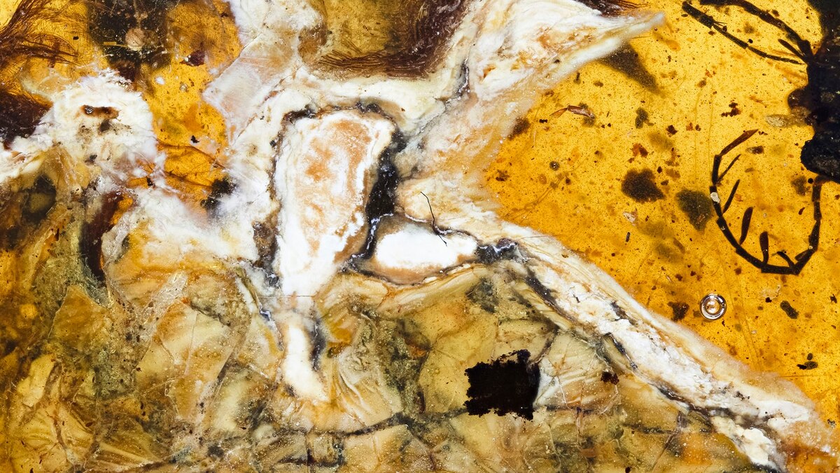 Exclusive: Dinosaur-Era Bird Found in Burmese Amber | National Geographic