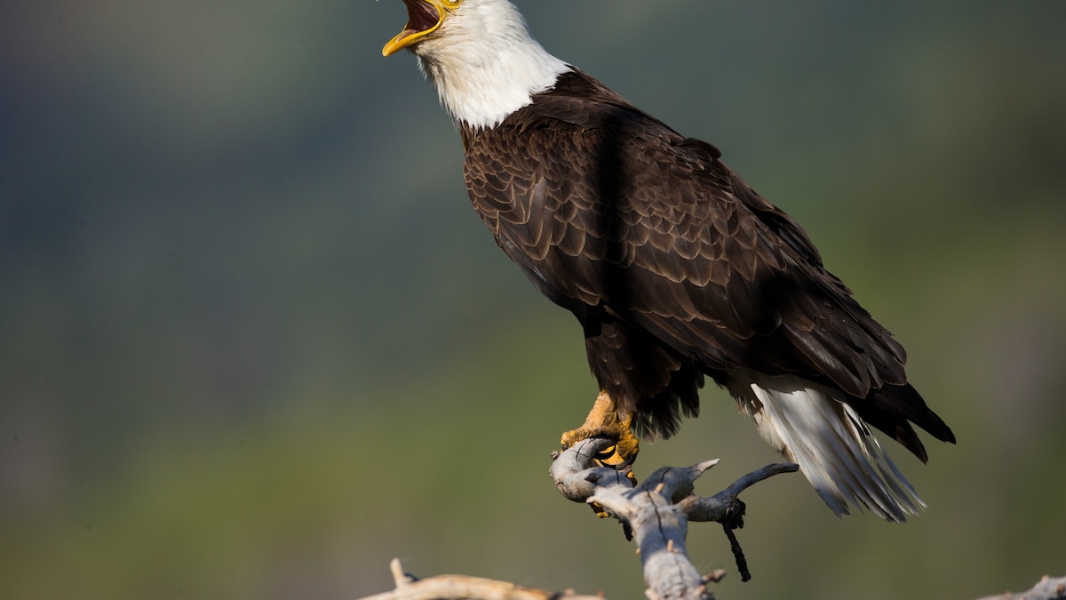 Birds Eagles Bald Eagle