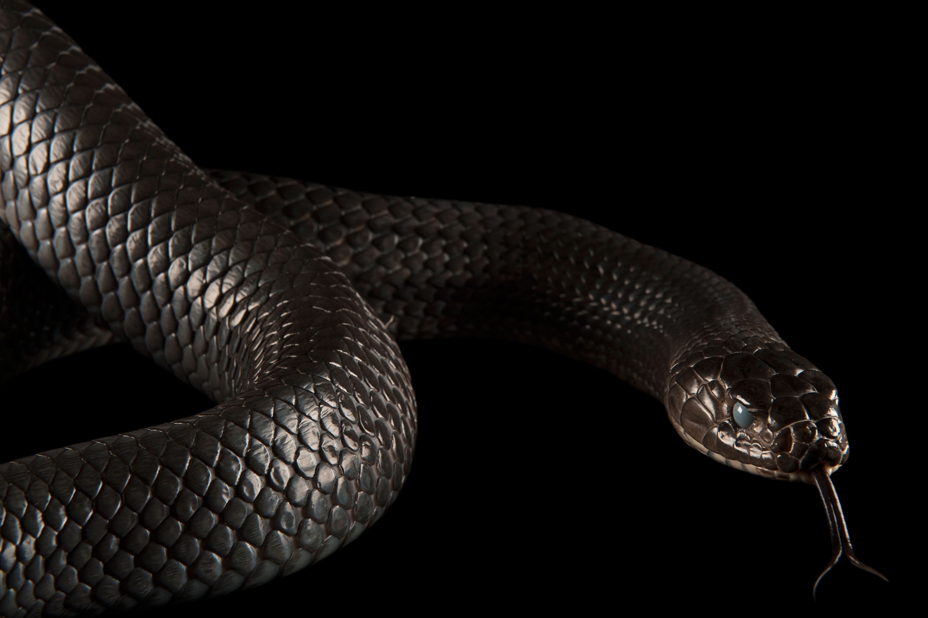 Celebrate World Snake Day With These Stunning Snaps of Serpents