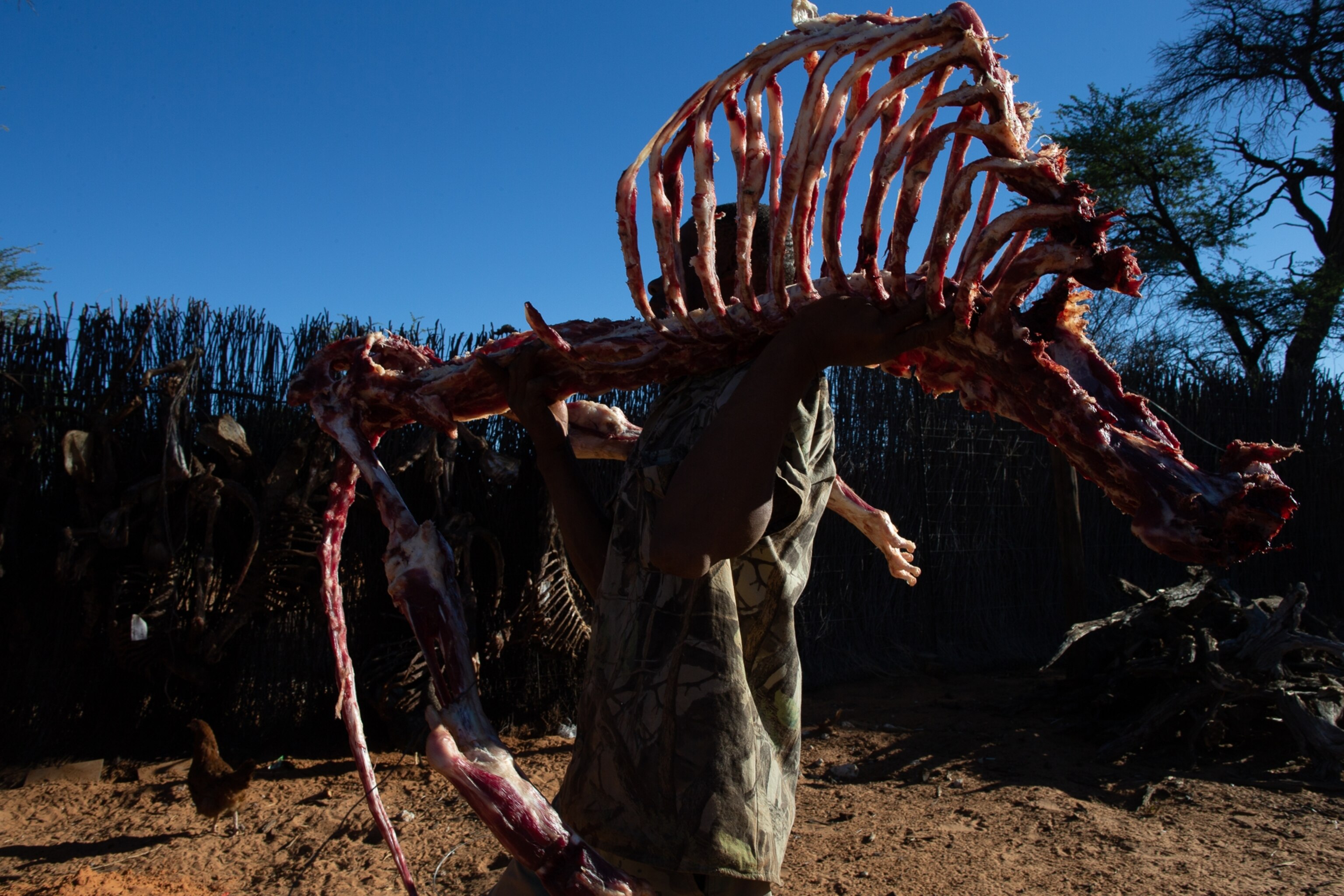 Who buys lion bones? Inside South Africa’s skeleton trade