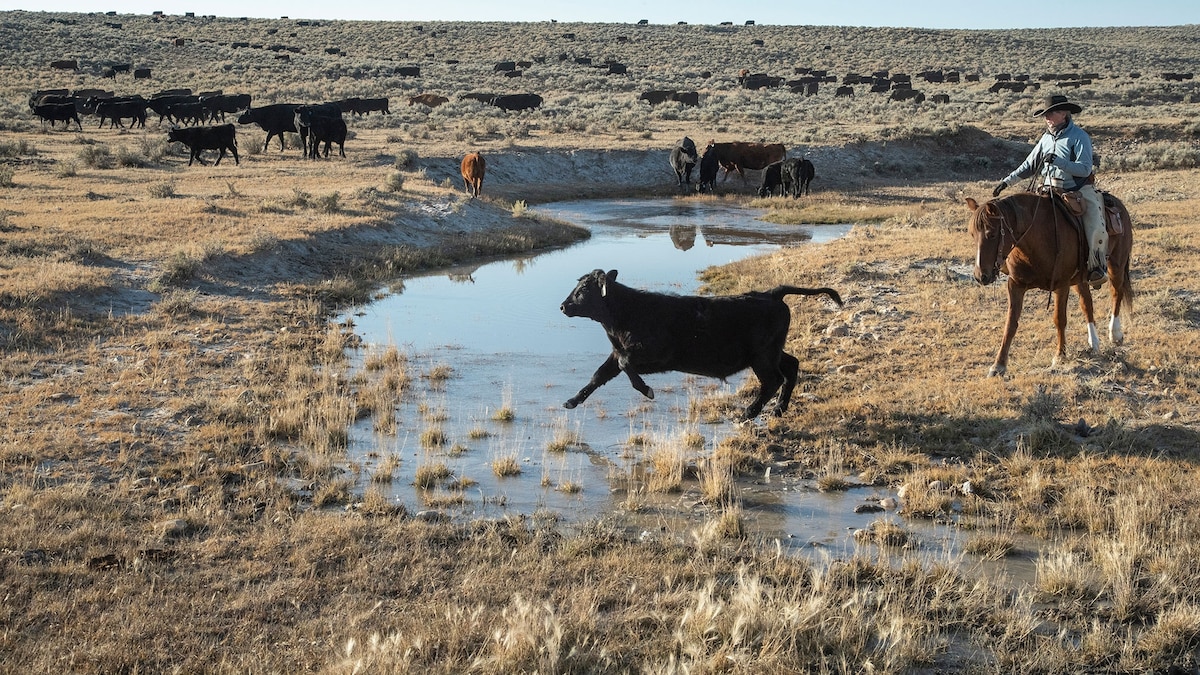 American beef demand is sucking Western rivers dry for U.S. beef demand ...