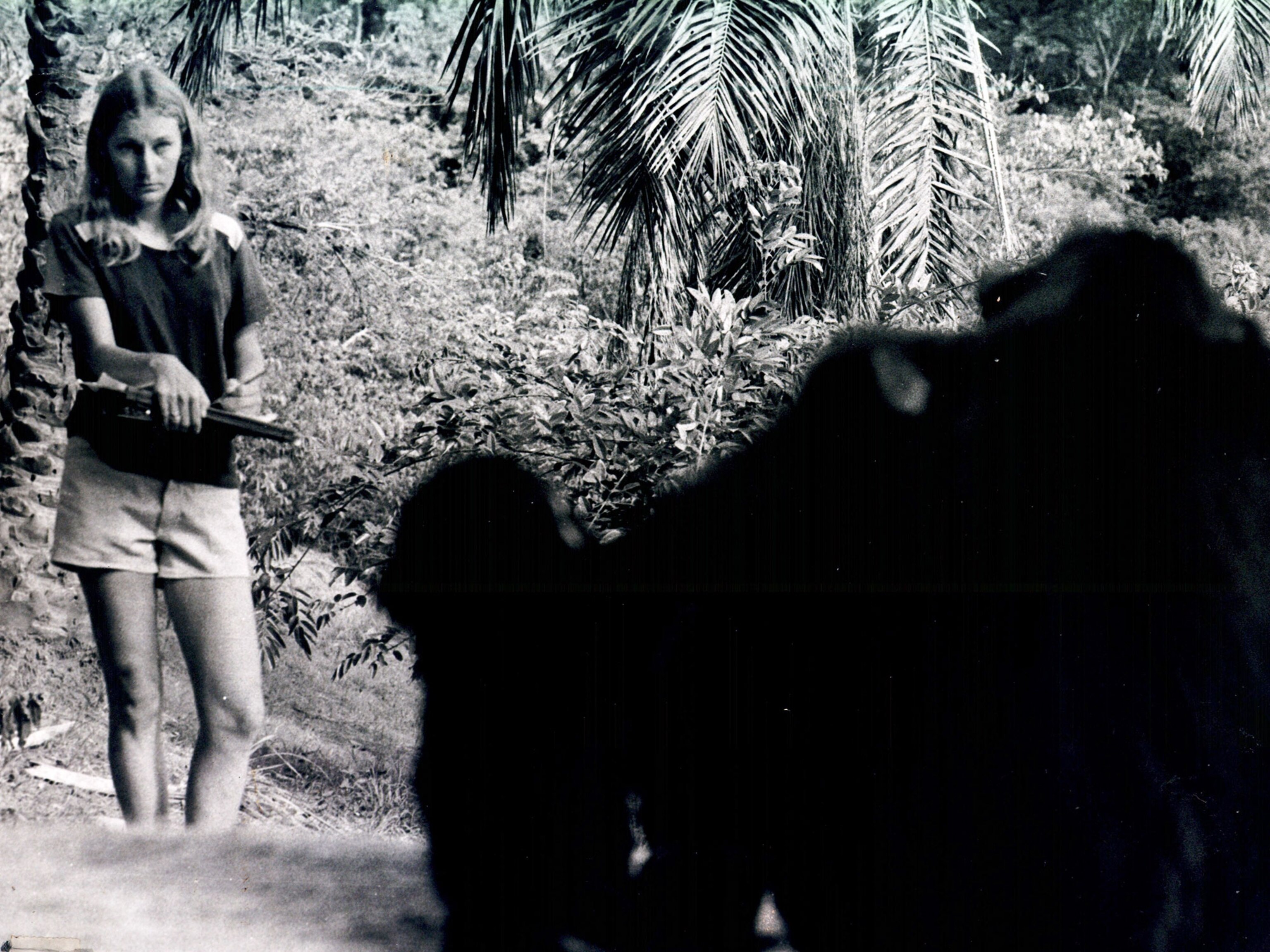 Why Chimps Are Disappearing and How to Save Them