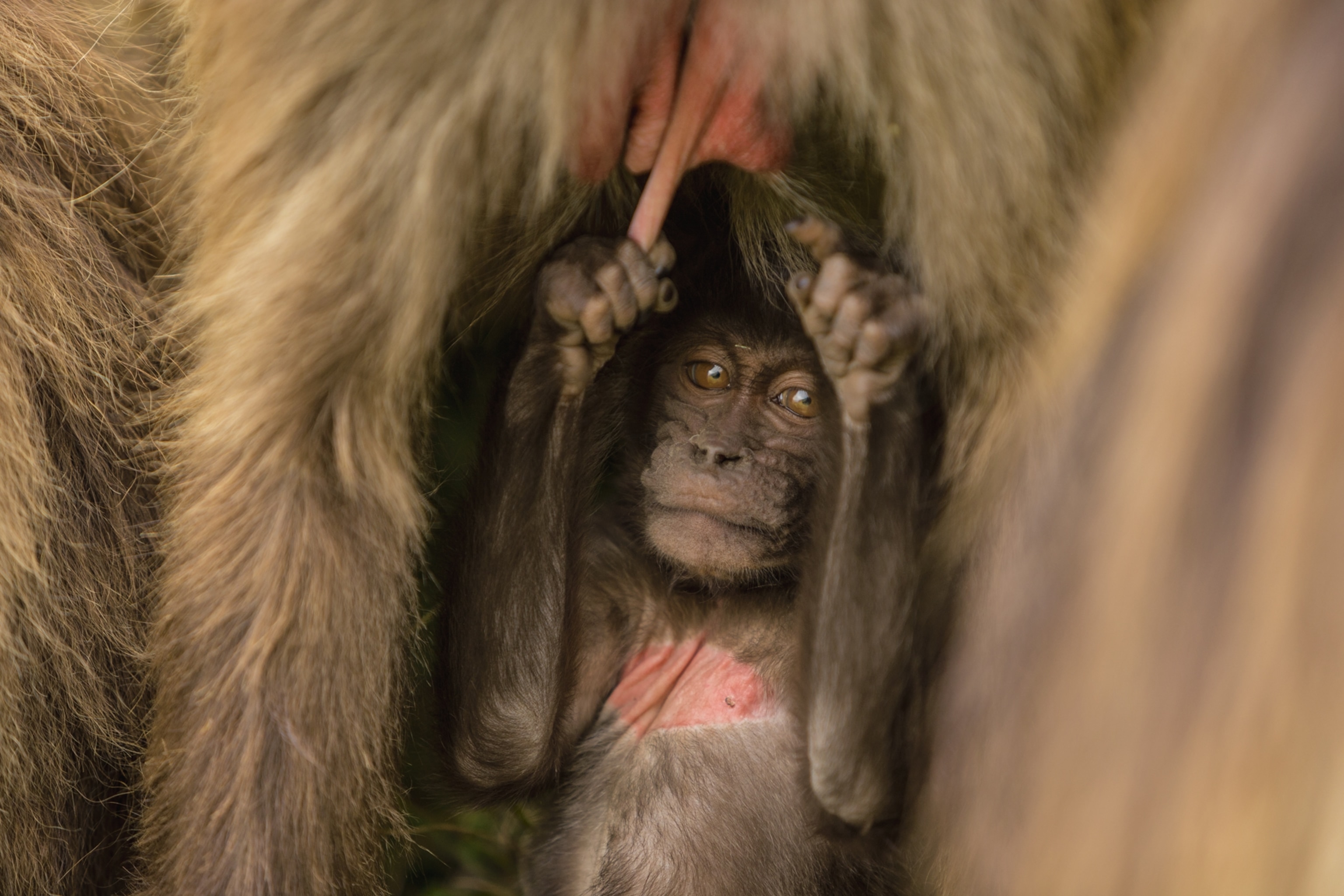 Where the World’s Only Grass-Eating Monkeys Thrive