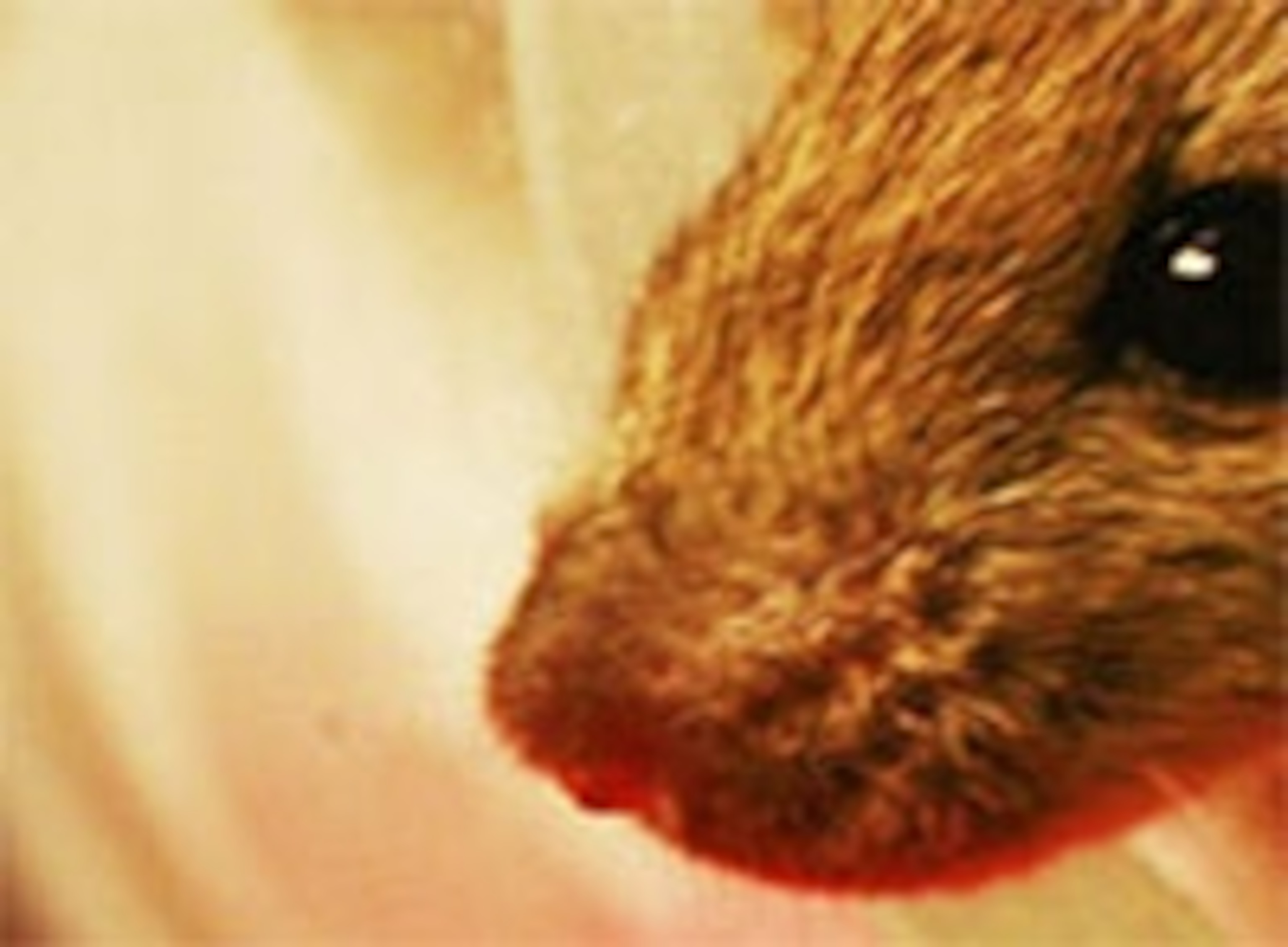 Smell a lady, shrug off flu – how female odours give male mice an ...