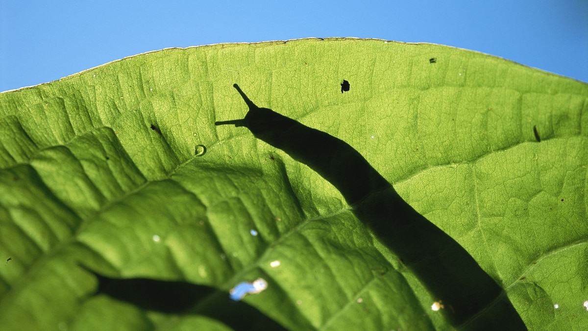 Eating Slugs Can Cause Paralysis—Here's Why | National Geographic