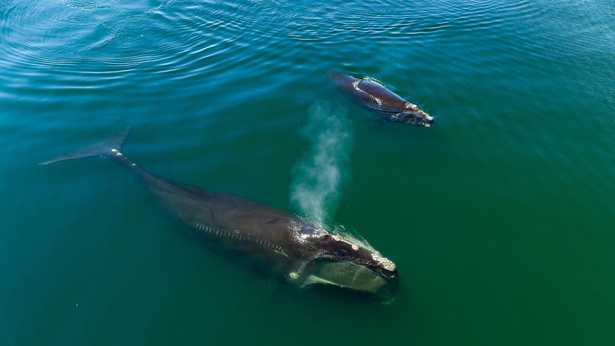 We might lose these whales for good if we don’t slow down | National ...
