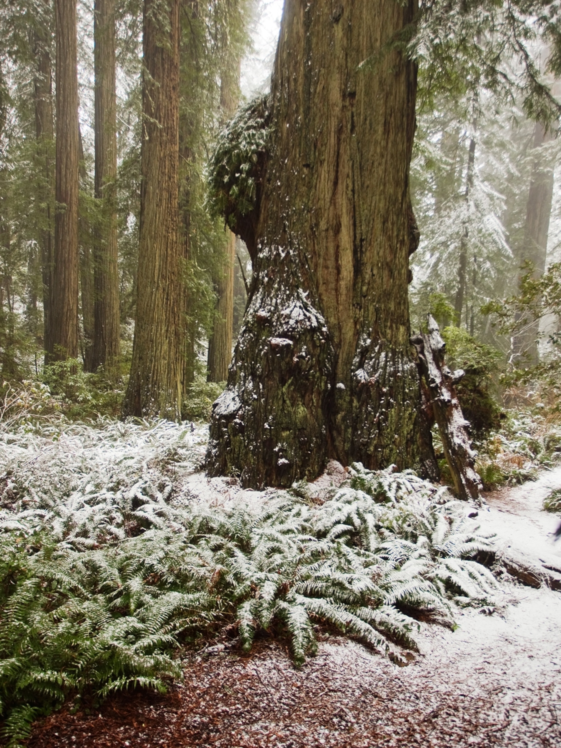 Crainn Redwood National Geographic Trinity Tree Of The Month The