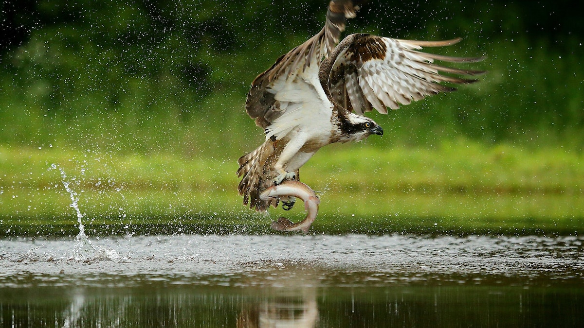 Eight incredible rewilding projects to discover in the UK | National ...