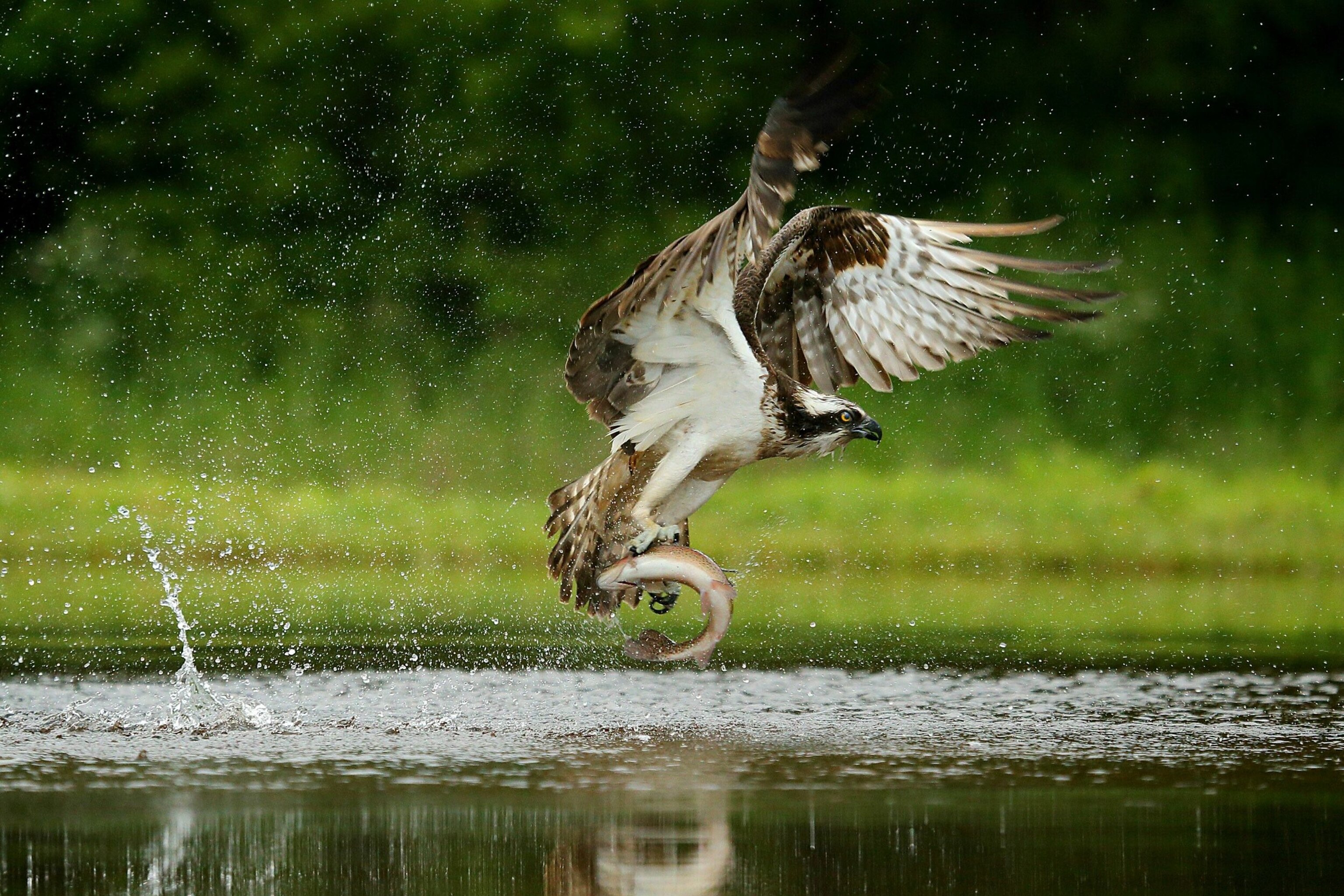 Eight incredible rewilding projects to discover in the UK