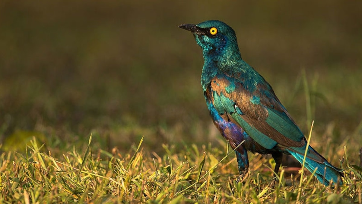 On the Origin of Really Shiny Species | National Geographic