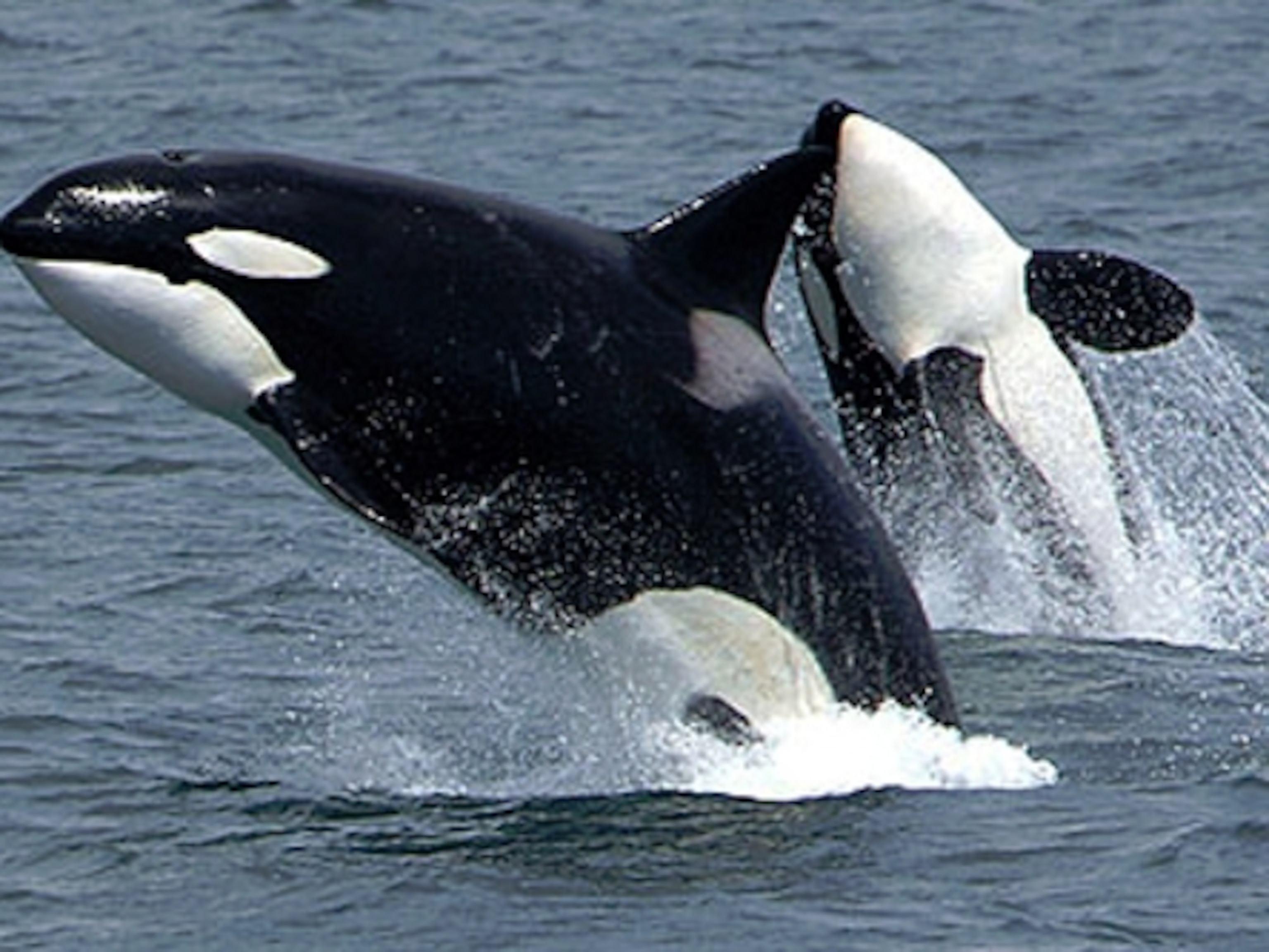 Monkey Lips Whale | Lipstutorial.org