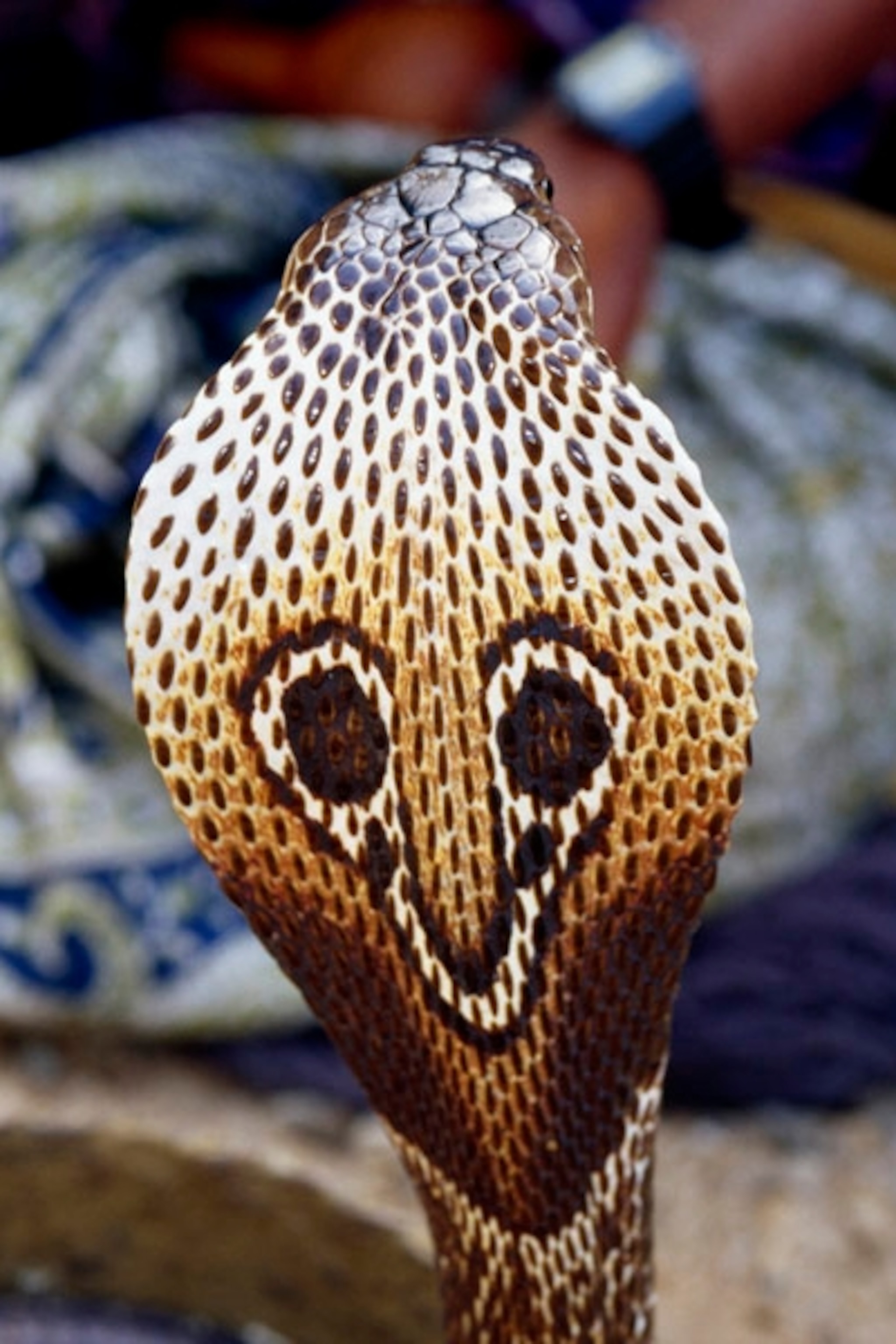 Snake King Cobra National Geographic