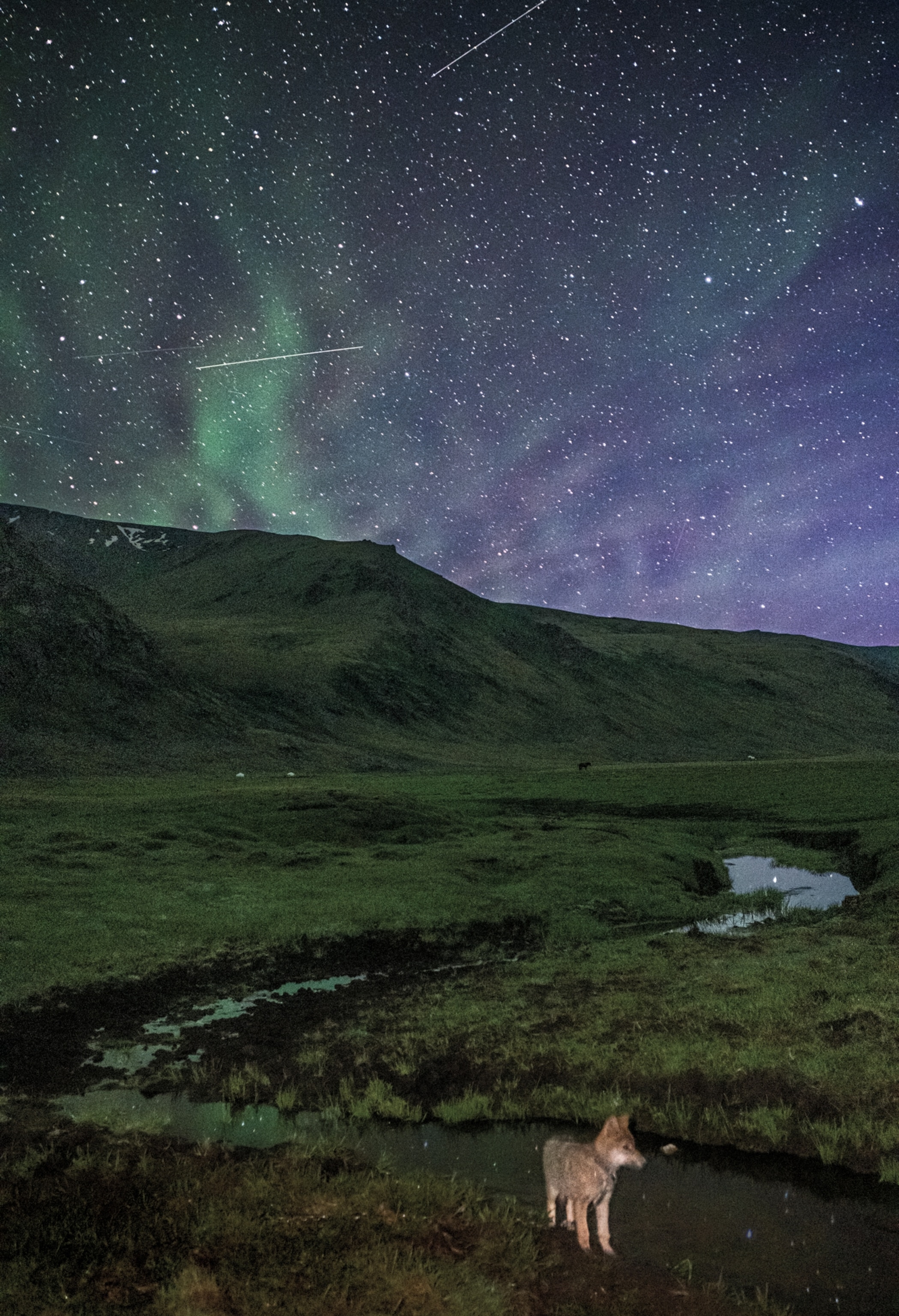 How sacred wolf hunts shape life for nomadic Mongolian herders ...