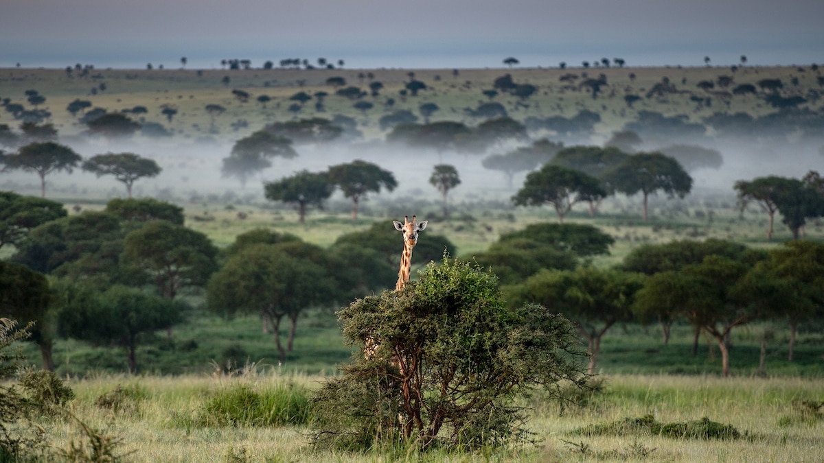 Pandemic-induced poaching surges in Uganda | National Geographic
